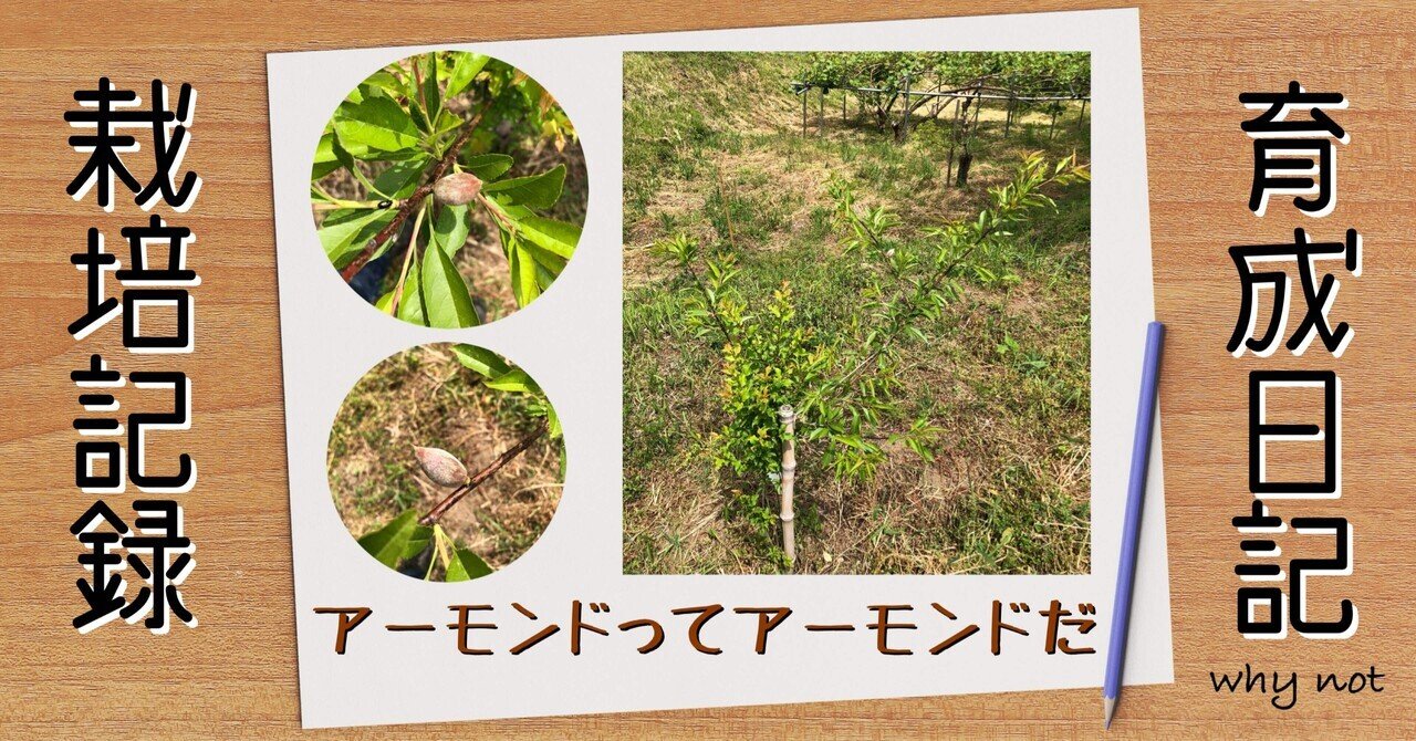 アーモンドってアーモンドだ｜why_not_mvp