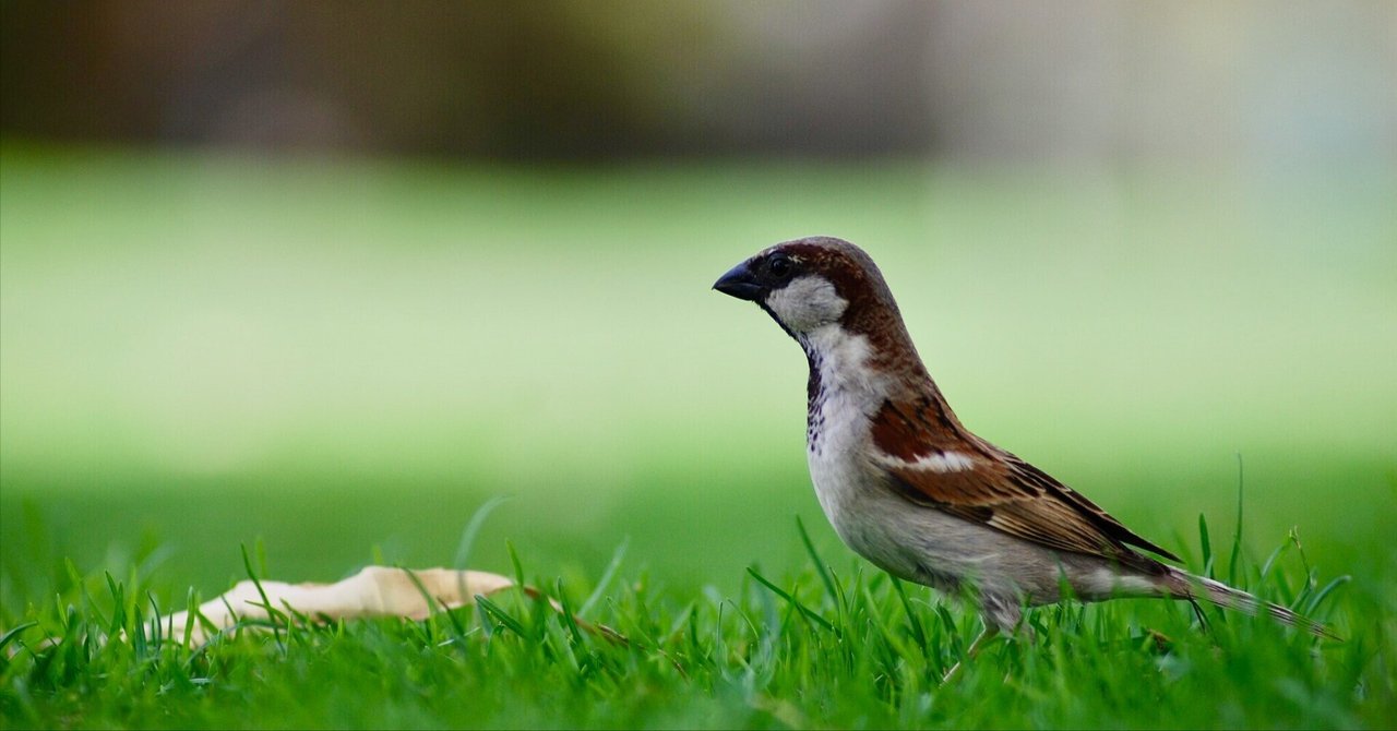 命が出会う場所：ヒトと動物たちの共生｜yocco