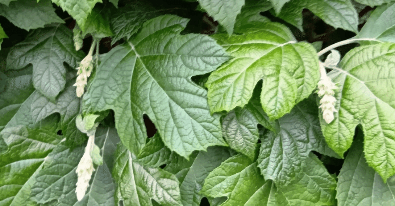 ubutu24.04 gdgを実施｜blue06_2022