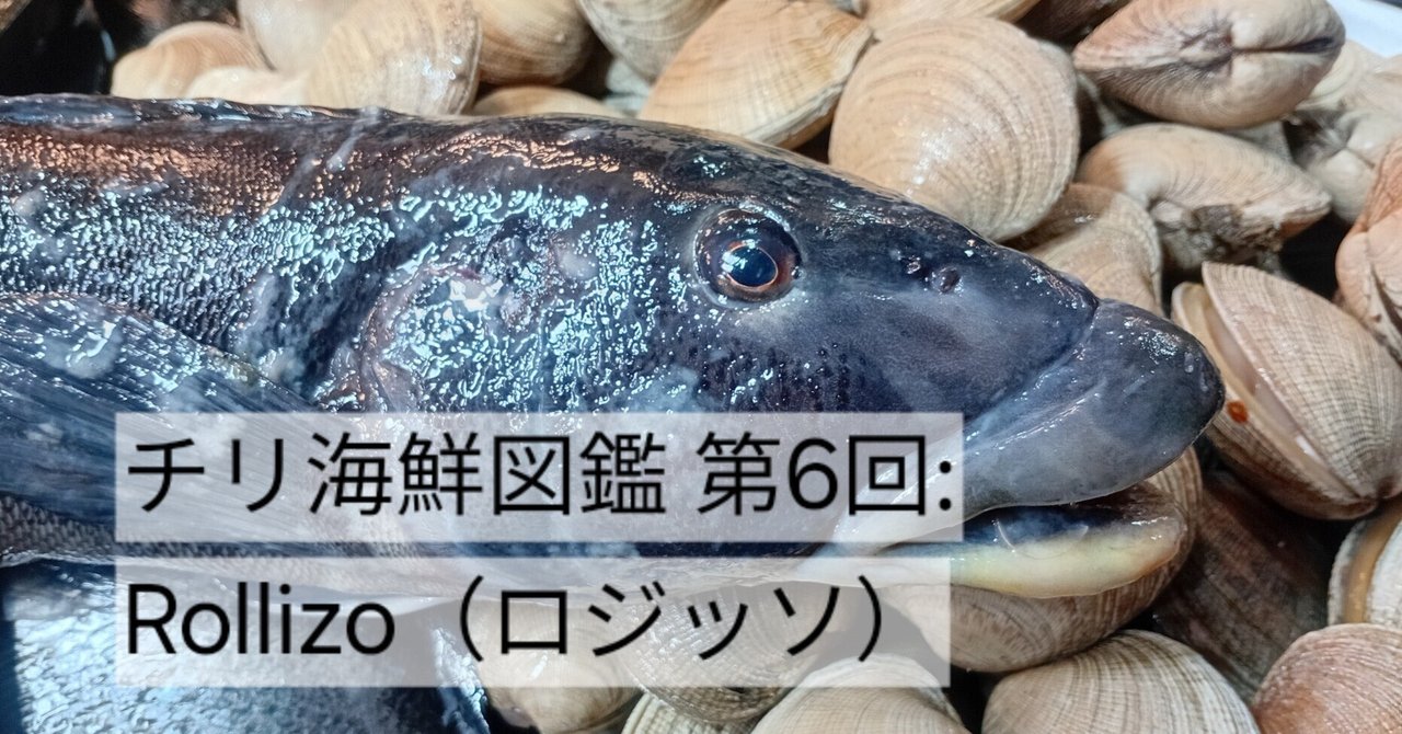 チリ海鮮図鑑 第6回｜Rollizo(ロジッソ）一「キズもの」は避けて！苦労の先には極上の白身が待ってるから！｜Sakana de Momo