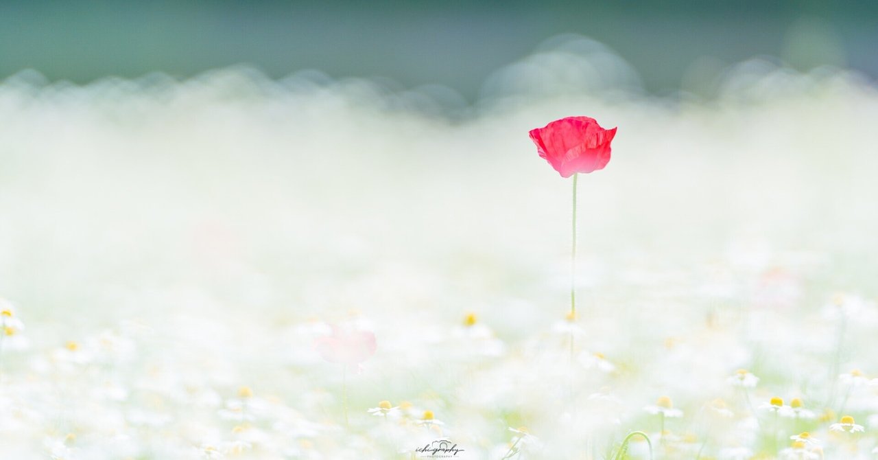 【レビュー】憧れの一本！SONY FE 135mm F1.8 GMで花もポートレートもプロ級に｜ichi_graphy