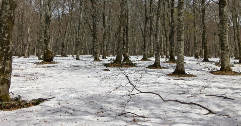 林 なつ（Hayashi Natsu）｜note