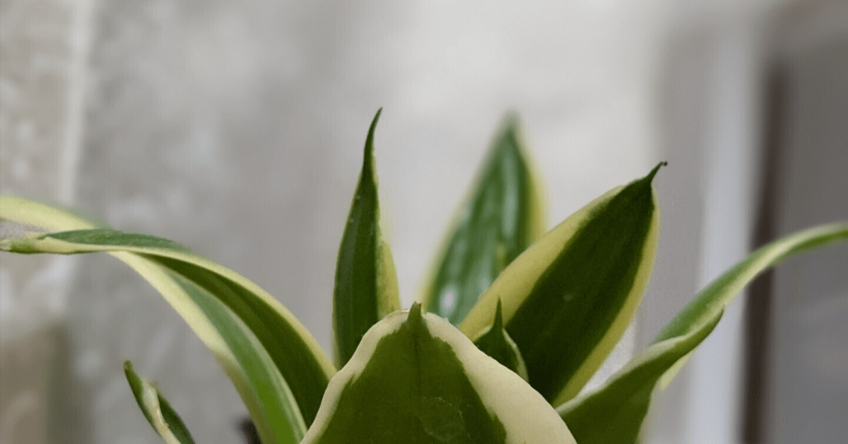 カメの話｜Ogion