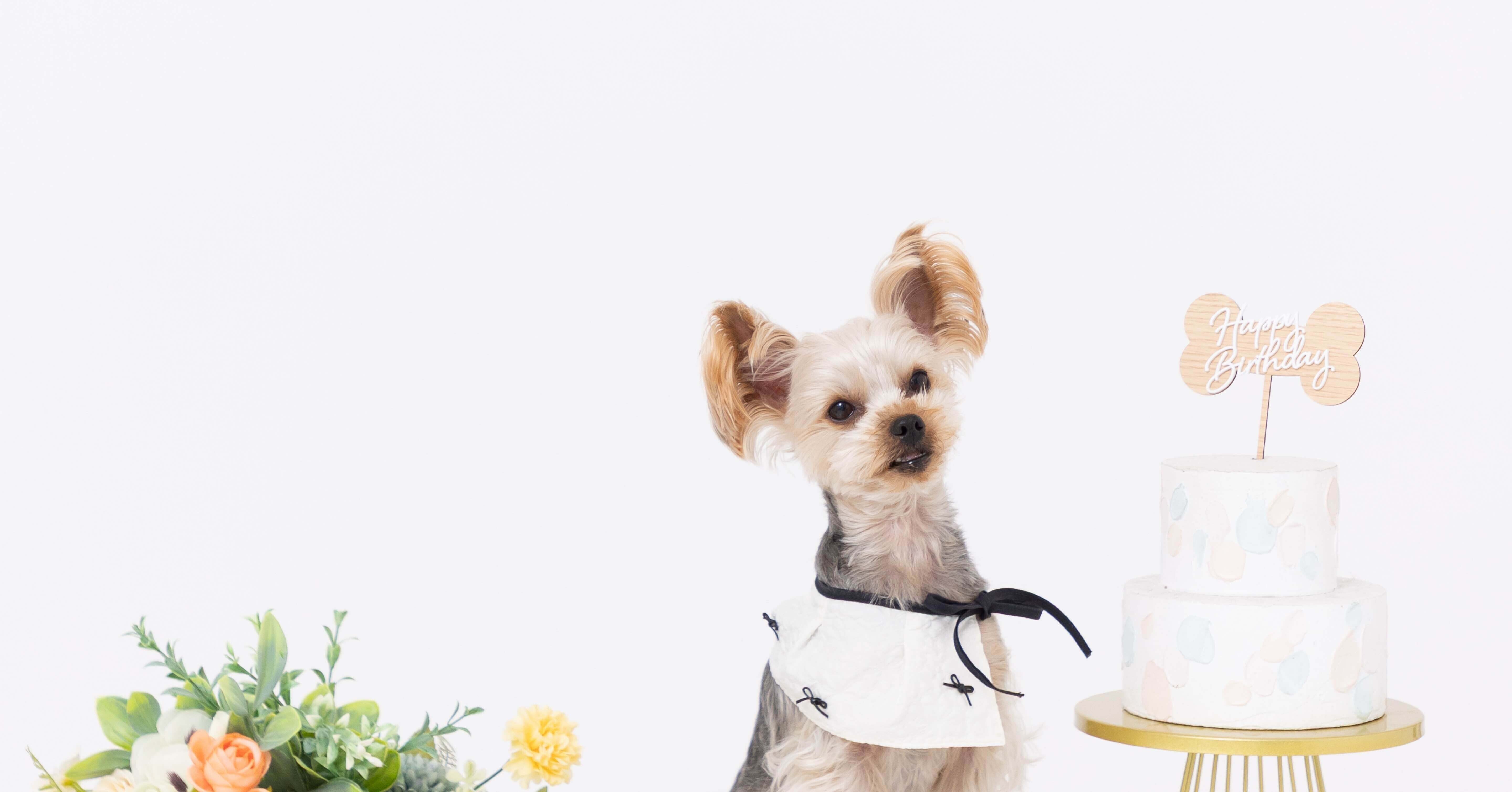 akane / ヨーキーと暮らすOL｜note