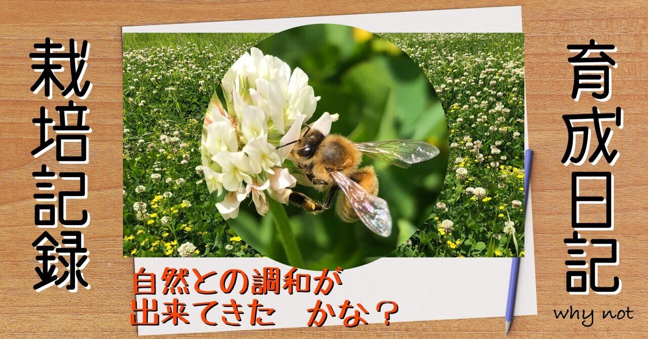 自然との調和が出来てきた かな？｜why_not_mvp