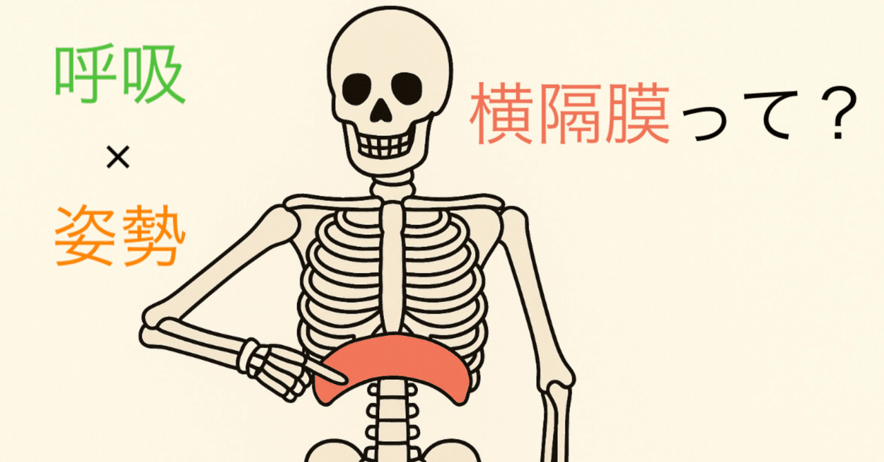 呼吸 × 姿勢“横隔膜”を整えると体幹も整う｜新 裕真/Atarashi Yuma