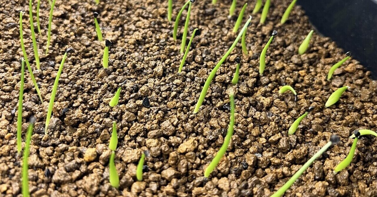 実生チャレンジ②17日目｜mako＠plants