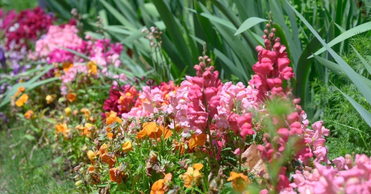 花の庭園を撮る：Nikon Z8＋AI MICRO-NIKKOR 55mm f/2.8S｜Omori "TETSU" Yoshinori