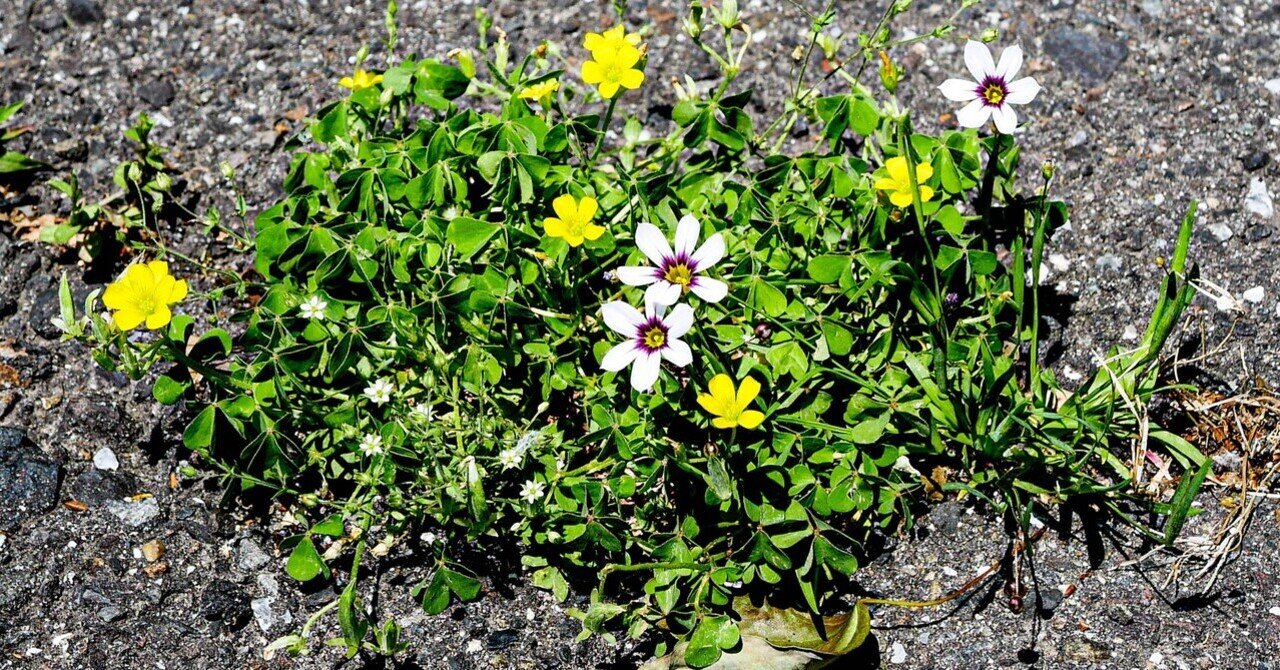 あのこ｜乙 まみこ