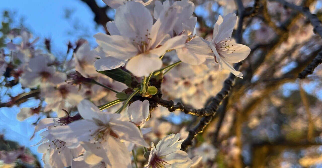 SLE全身性エリテマトーデス診断まで｜lancoco