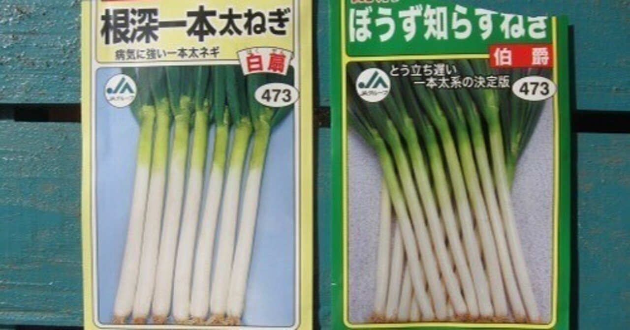 ファイルNo3「ネギ成長記録」｜mi.no.ri.