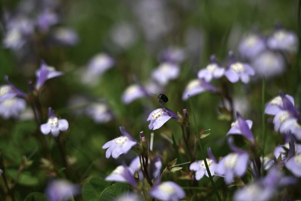 【写真】Nikkor Z 28-135mm f/4 PZ｜Yusuke Marianne