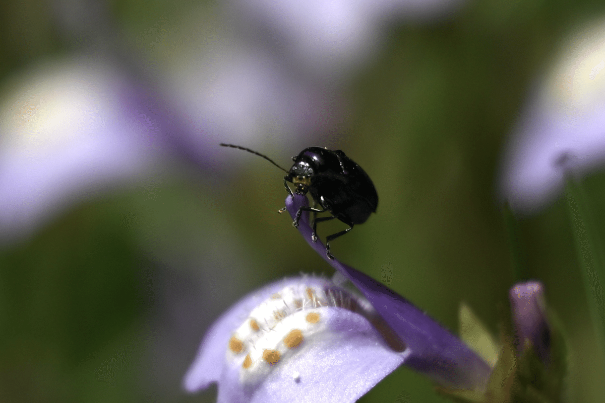 【写真】Nikkor Z 28-135mm f/4 PZ｜Yusuke Marianne