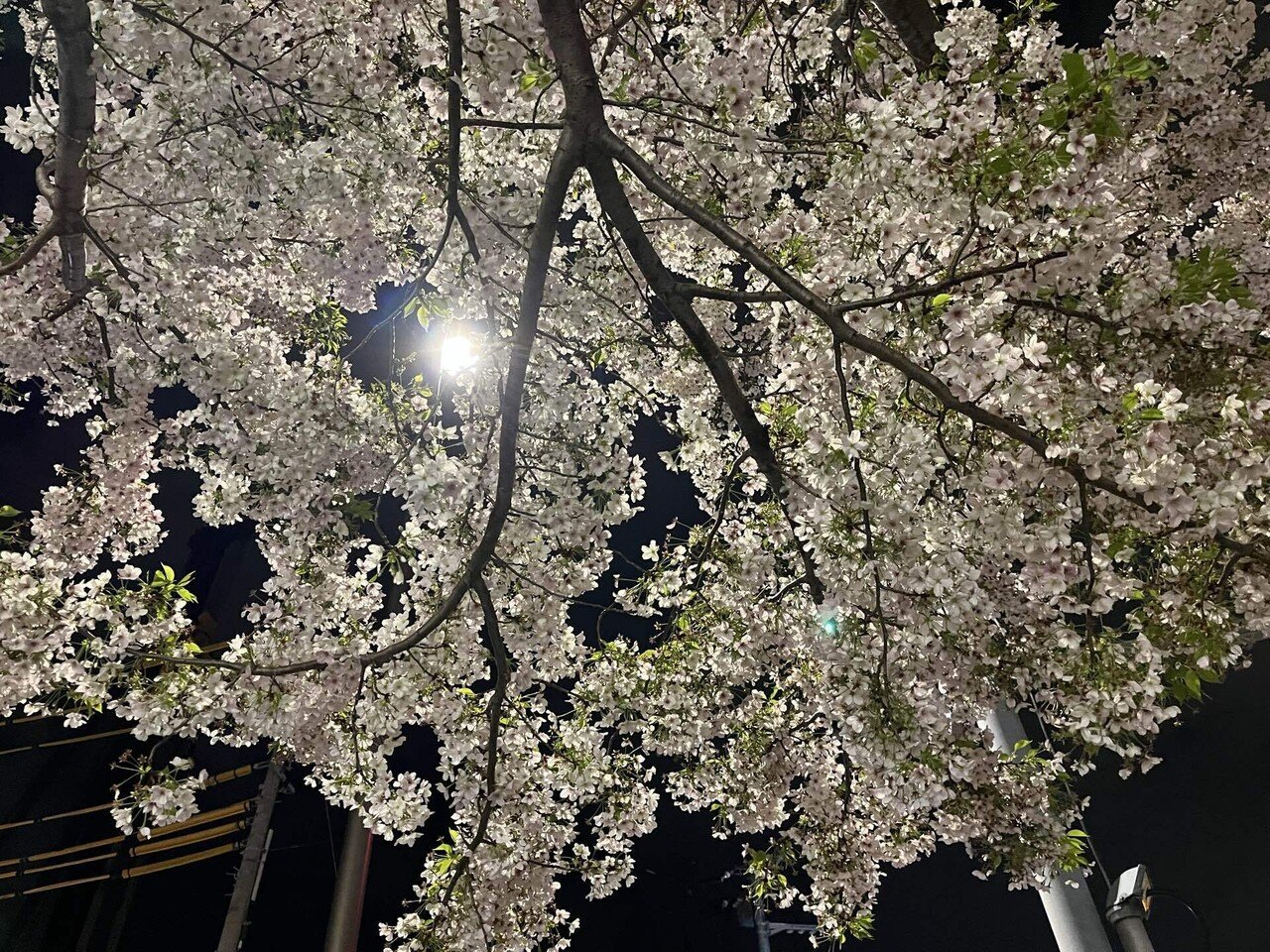 4月の東京散歩｜WalkingWorld