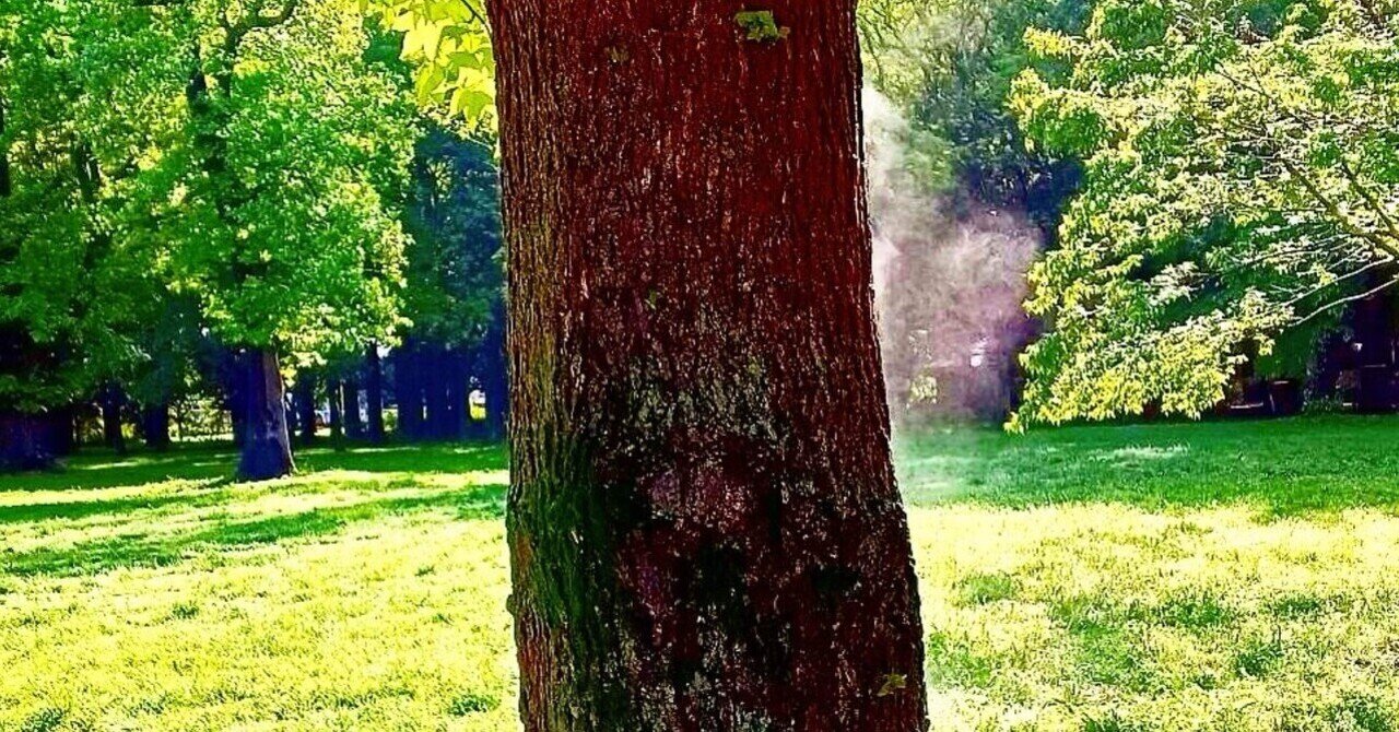 木から湯気を見た神秘的な朝☀️ ブタ子の物語を旅してくれたあなたへ。読んでいただき心からありがとうございました！｜Ayaco_co
