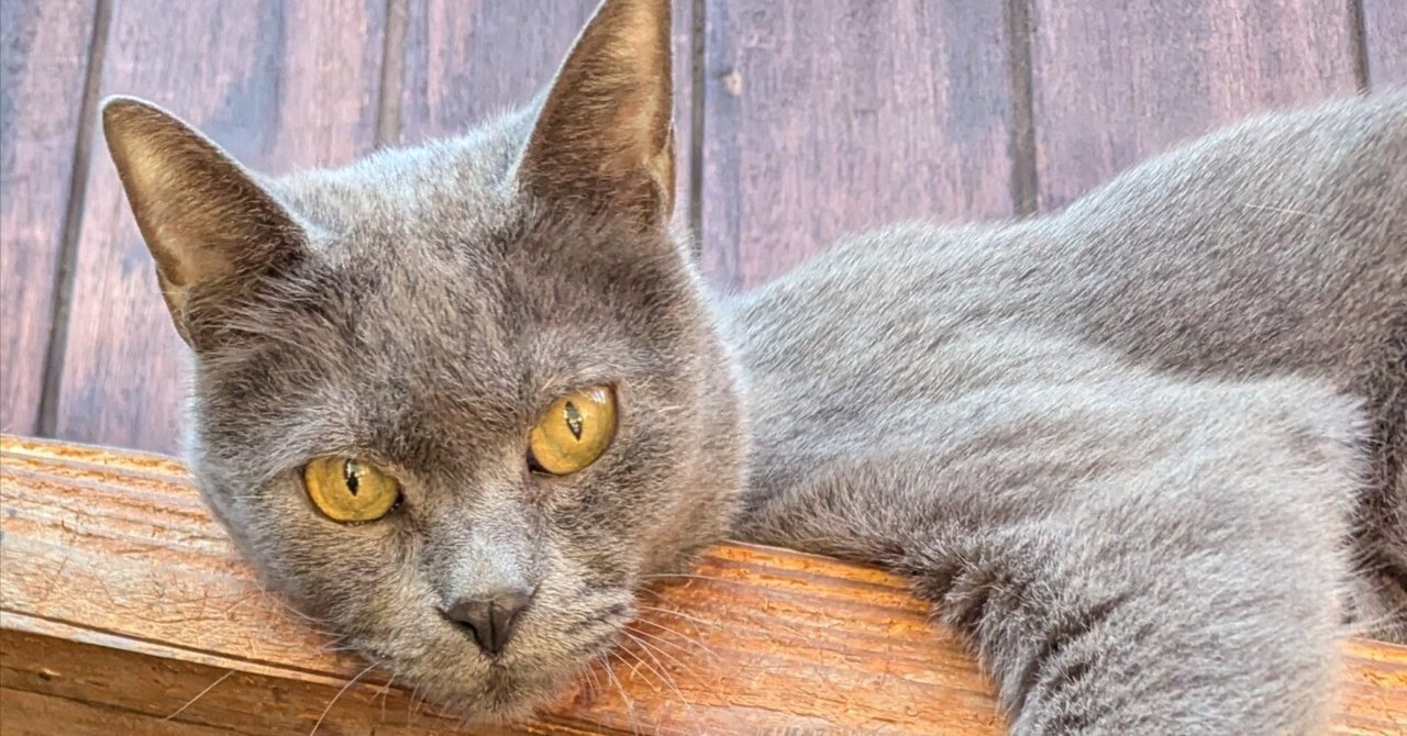 本日の晩御飯[5/8]｜kei1diablo