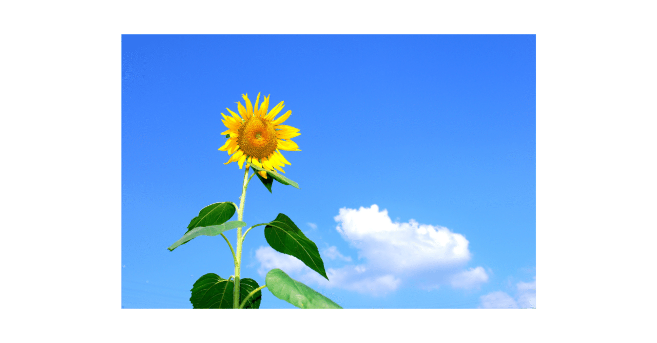 【続編】夏の太陽と髪色の関係。光を味方にする2025年の透明感カラー戦略｜hajime