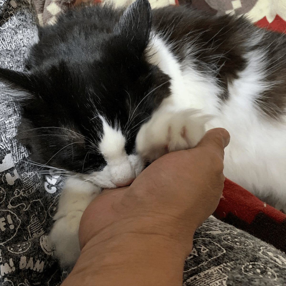 God only knows Brian Wilson｜Cat Holic Record