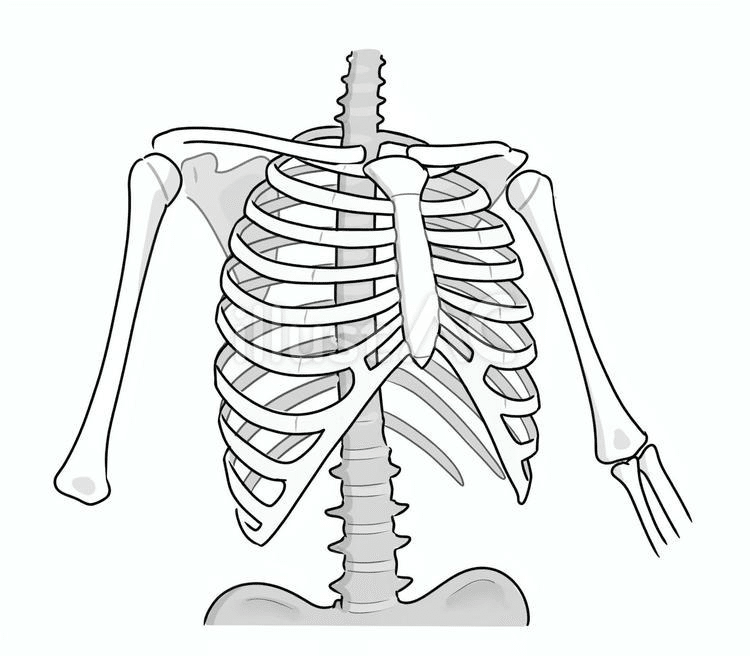 【姿勢が崩れるのは“肋骨”のせい？呼吸と背骨の意外なつながり】｜新 裕真/Atarashi Yuma