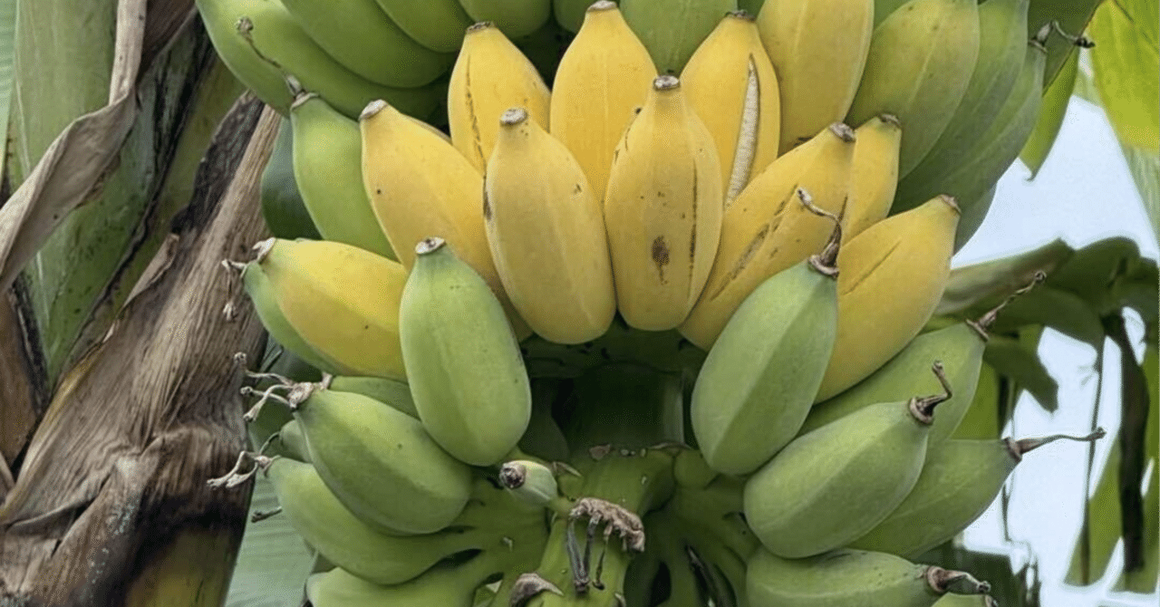 ラジオ・音声｜人生はサバイバルだから〇〇でLvUP↑出来る！という話｜satoru