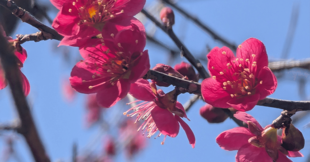 GitHub更新 OS Yamato｜OS Yamato