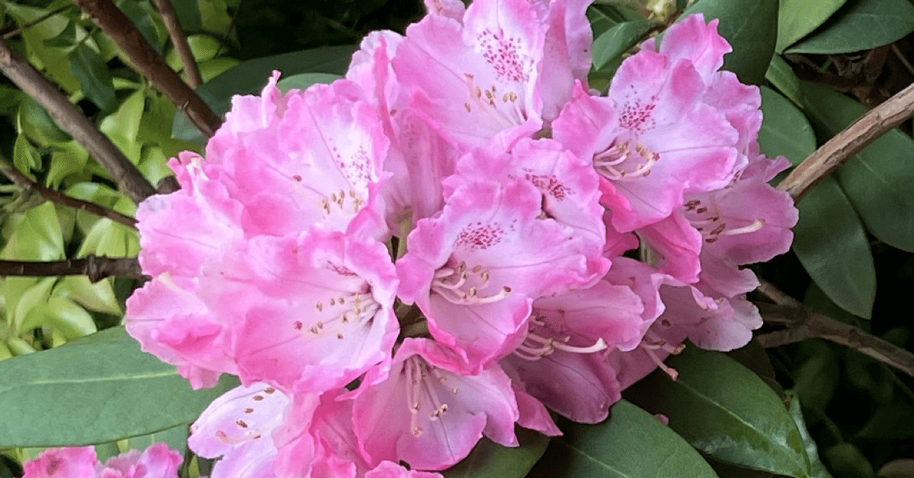 日月ユノ/ Yuno Hitsuki｜note