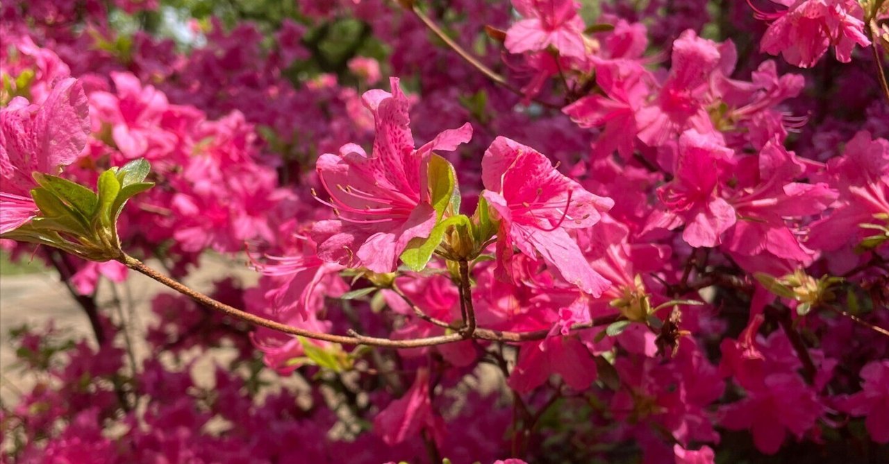 決断、おめでとう！｜nachi