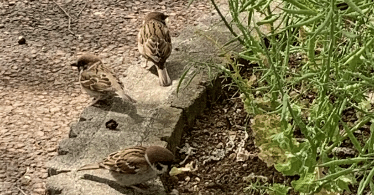 すずめのチュン太｜Torico