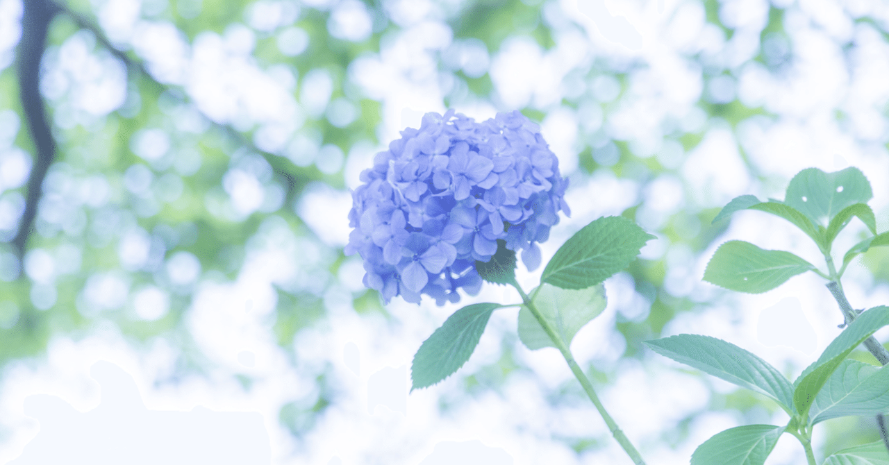 母の日に紫陽花を想う｜はなふさふみ
