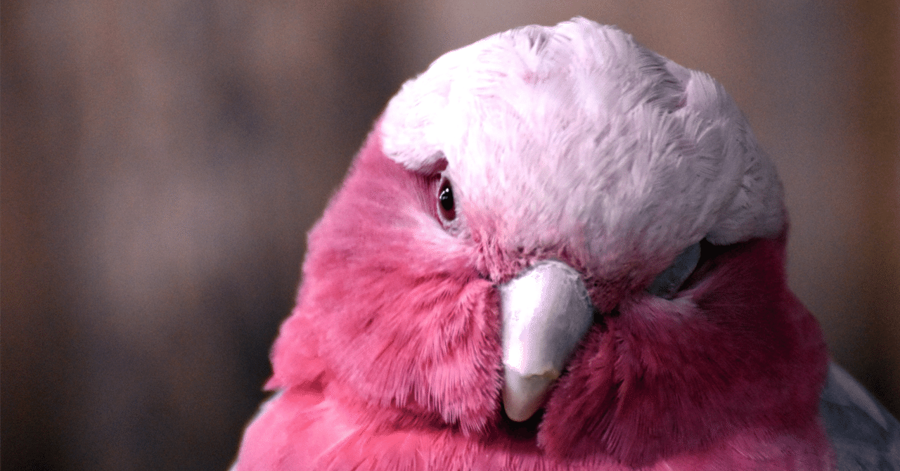 noteだいすき！ありがとう！｜にょ