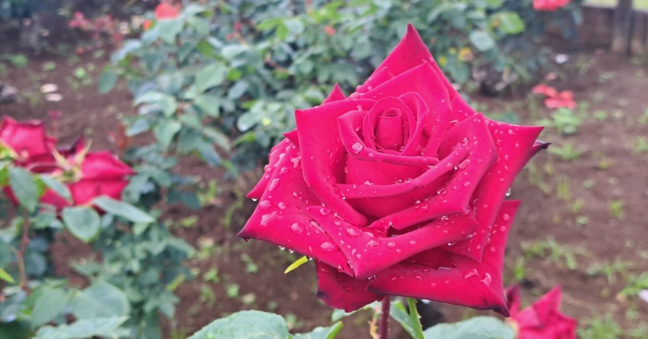 ♪バラはバラは～｜rinrin