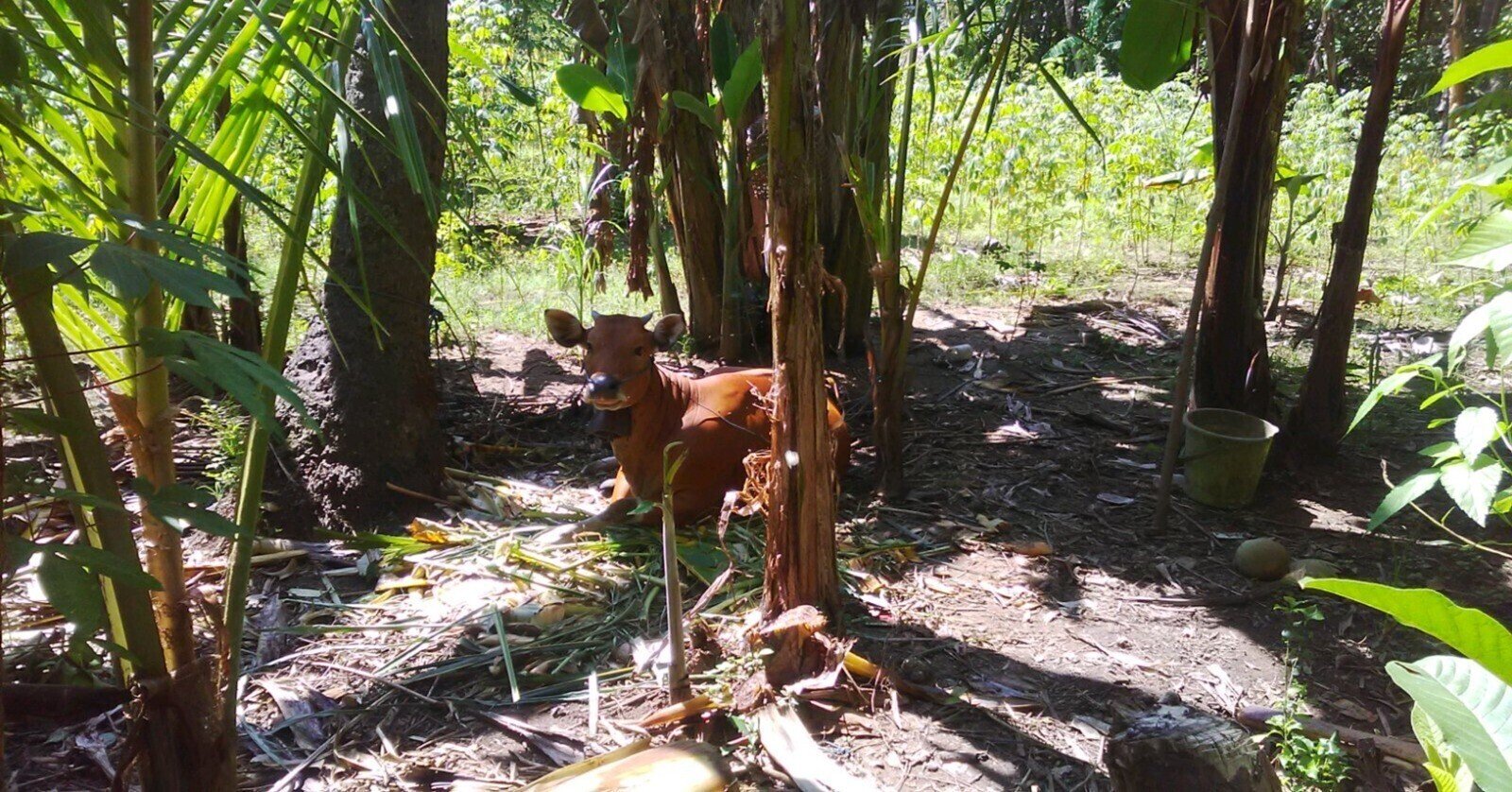 鳶野 恭平/tobino kyohei｜note