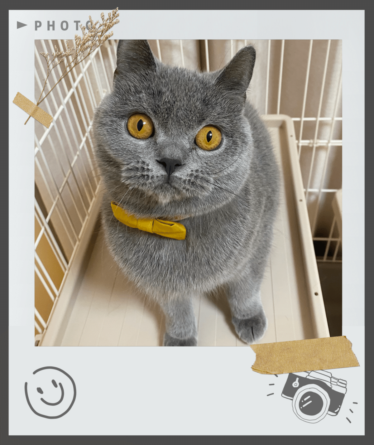 【ペットについて】わたしの相棒たち｜Moco pet note