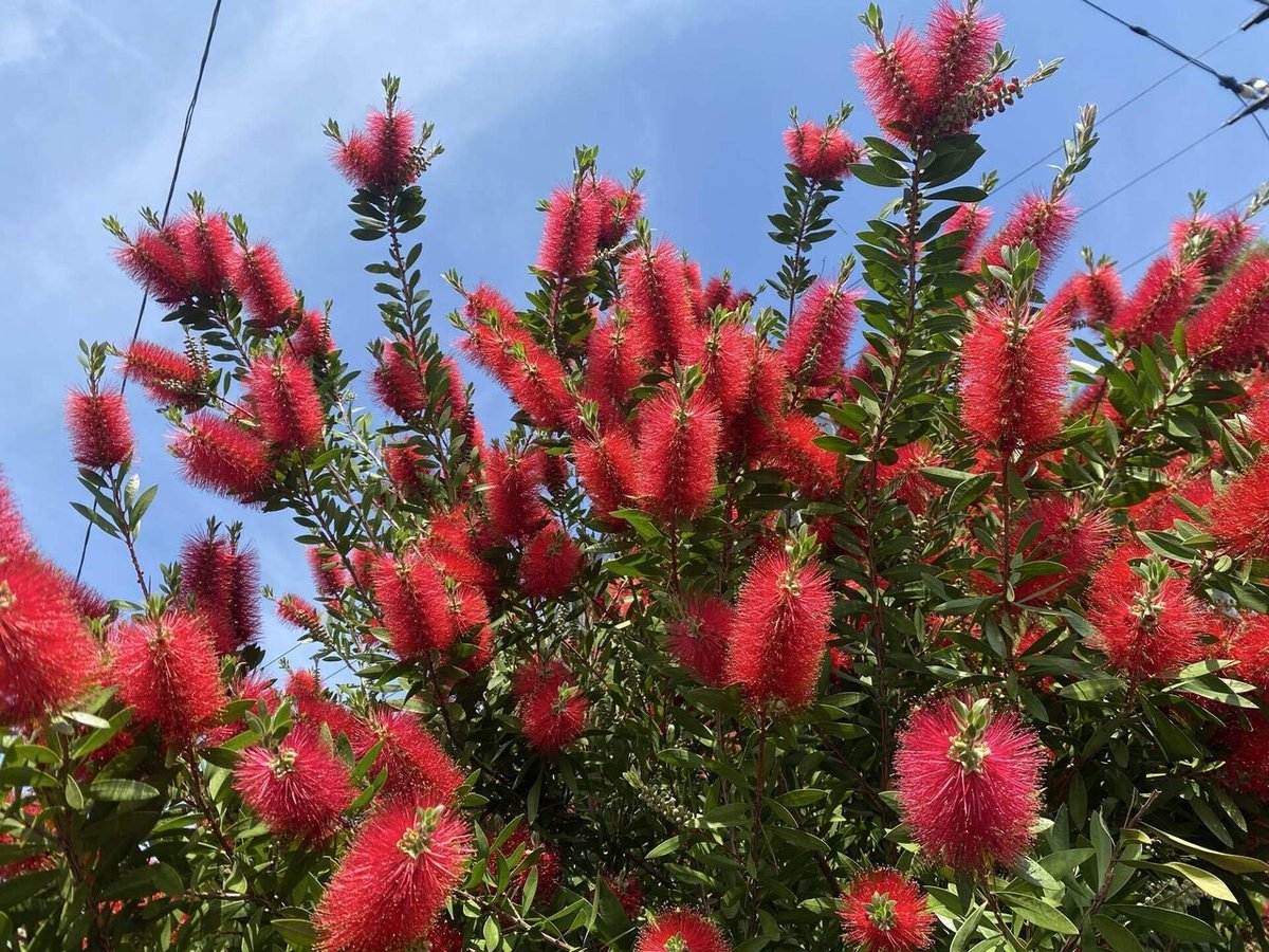 ブラシノキが満開です｜之哲／Yuki Satoru