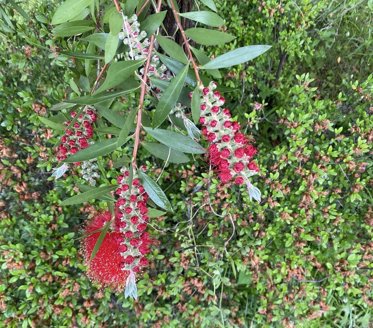 ブラシノキが満開です｜之哲／Yuki Satoru