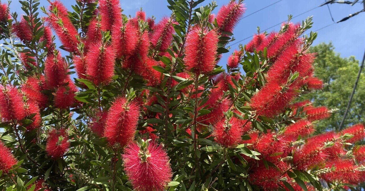 ブラシノキが満開です｜之哲／Yuki Satoru