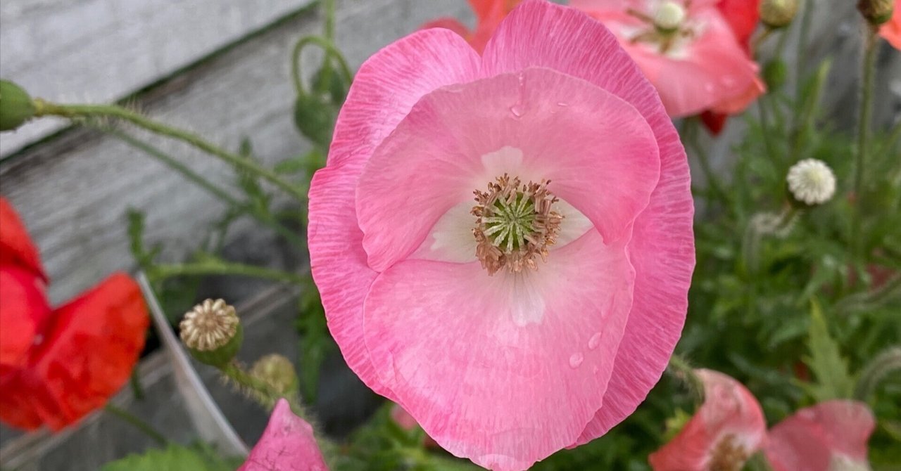 満月のチャネリングメッセージ｜kumiko