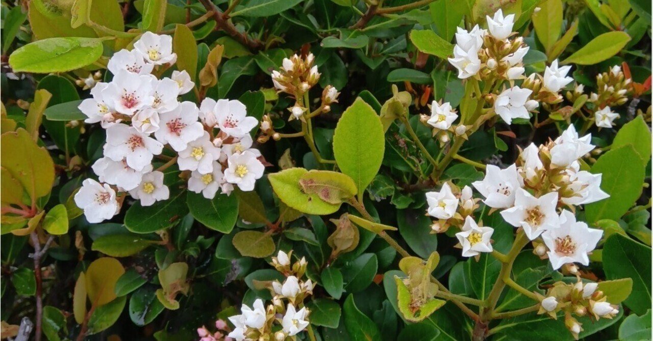 シャリンバイ（車輪梅）｜mimi fleur