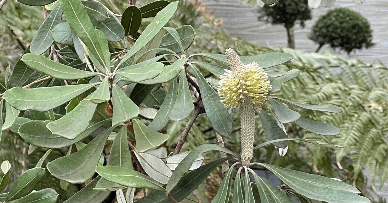 お庭にオージプランツのススメ｜mako＠plants