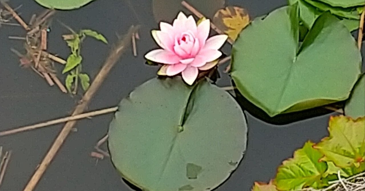 四毒抜き生活｜David-junde