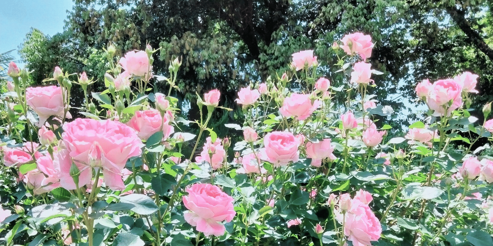 Nami with Bashar｜note