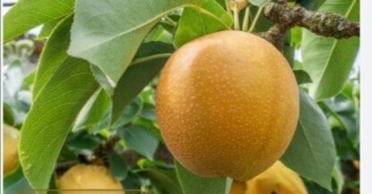 梨：愛宕 Pear: Atago｜ジジ・ファーム