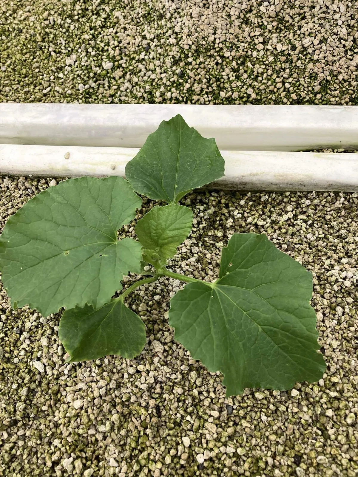 8R〜12R ｜クラウン工園の成長記録