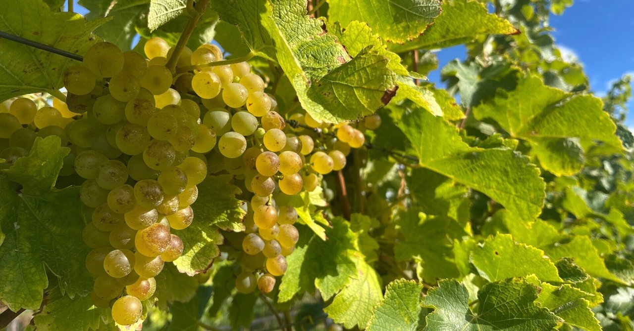 ニュージーランド生活 半年を終えて②｜yuyu