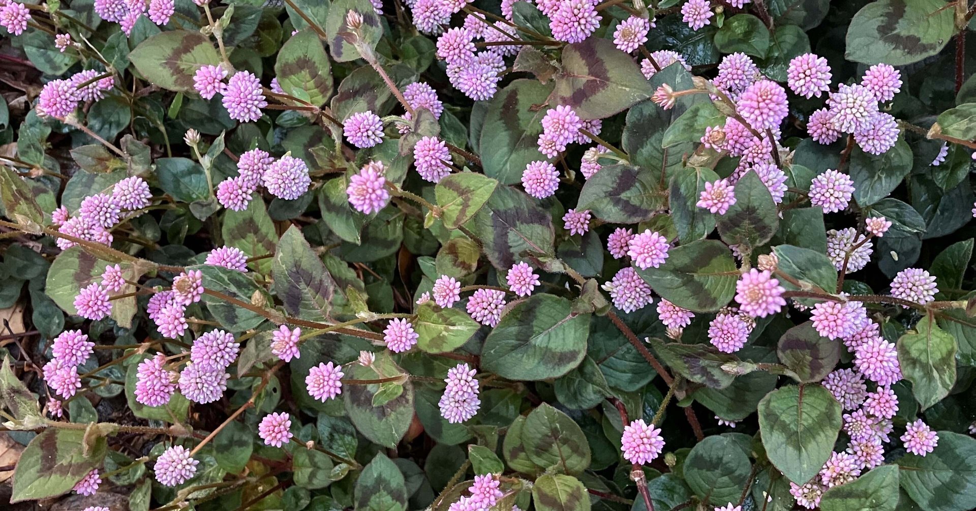 風のタロット by Yumi｜note