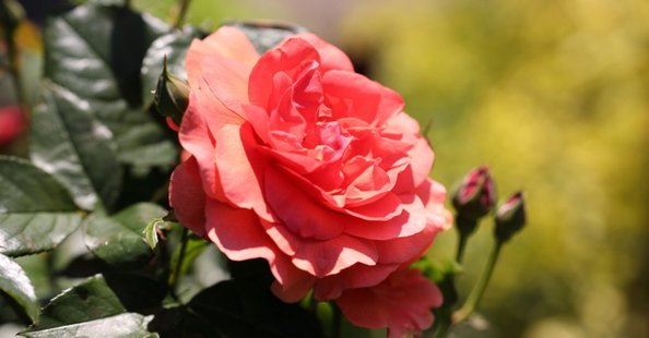 Strolling Ricky｜note