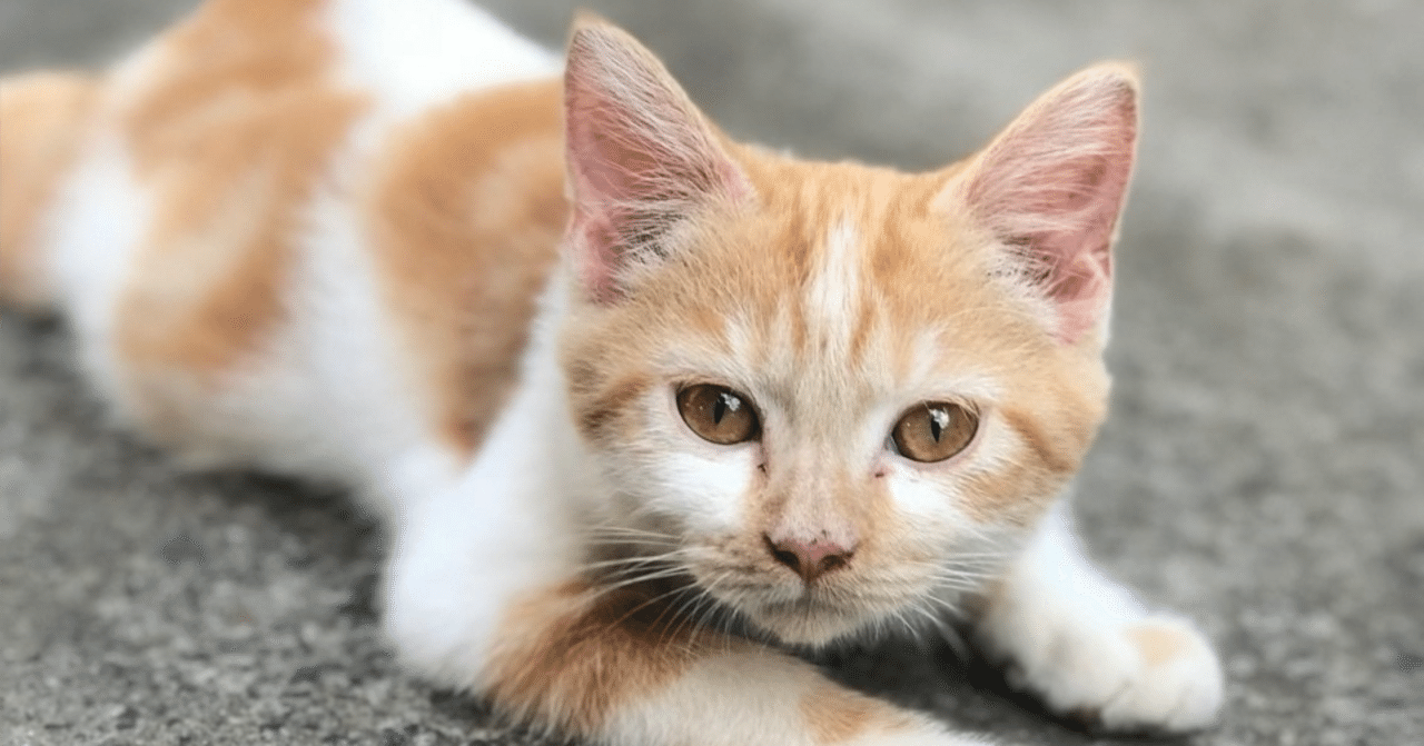 「運が悪い」は、自分のご機嫌を下げるクセ｜kajimura