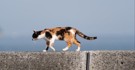 三毛猫Calico @ FP｜note