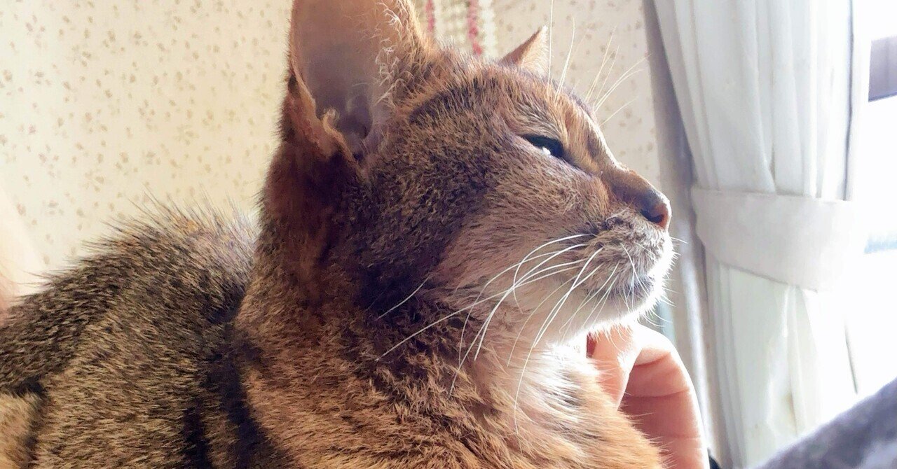 雨の日と土曜日は｜カナコspeena