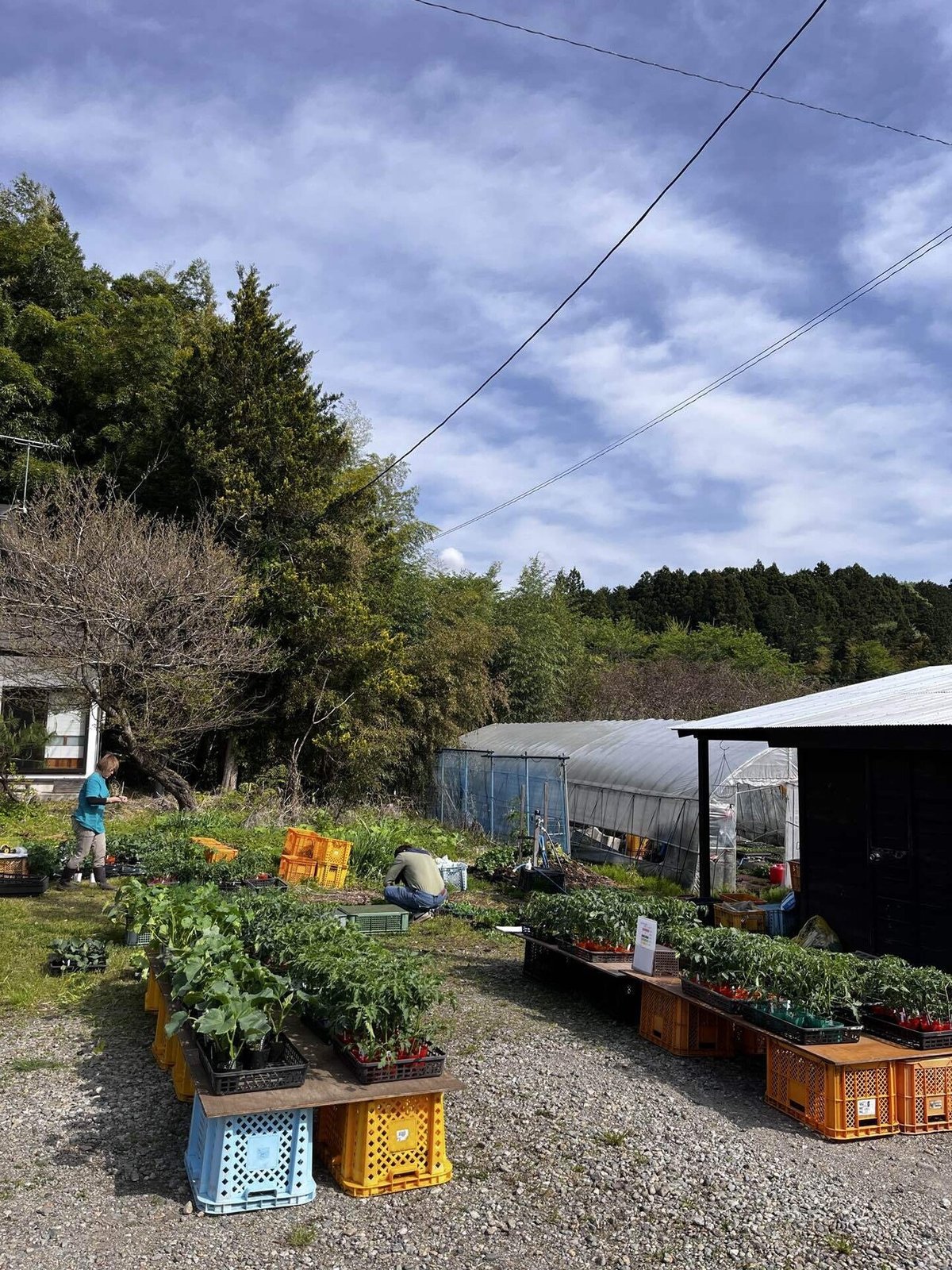 なぜこたろうファームの野菜苗は売れるのか？｜YOKO : 野菜農家・英語講師